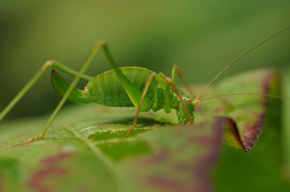 Sprinkhaan – wil naar buiten