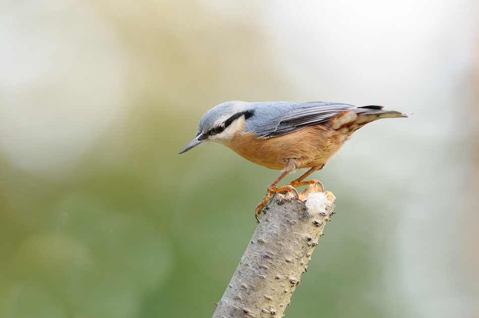 Boomklever – wil naar buiten