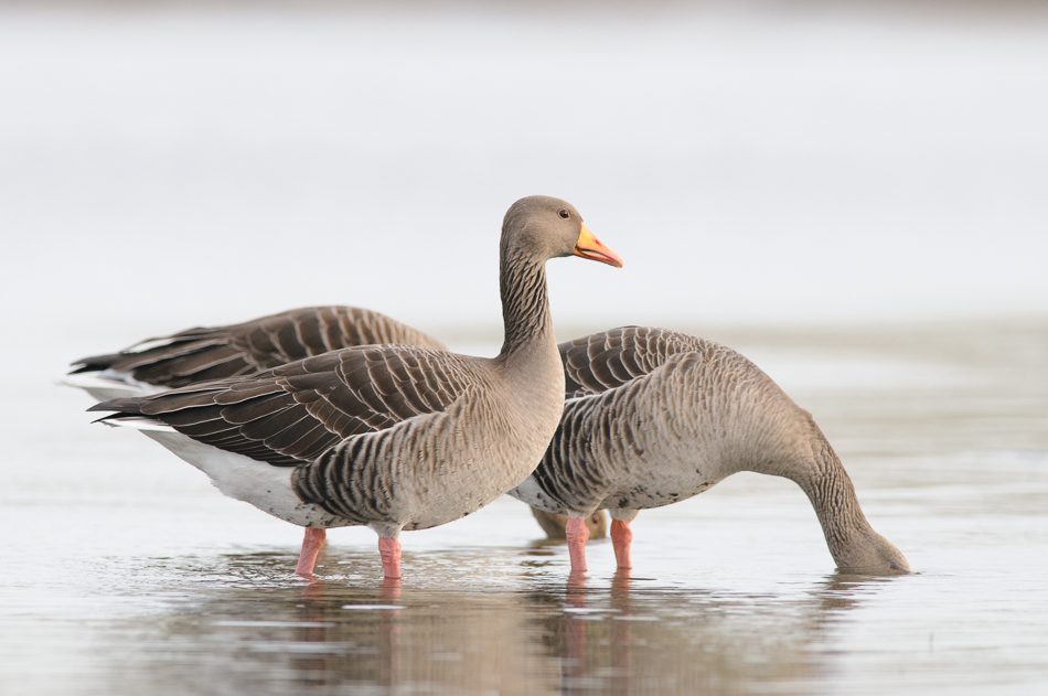 Grauwe gans – wil naar buiten