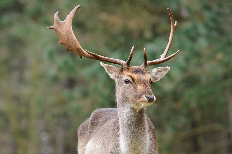 Damhert in close-up – wil naar buiten