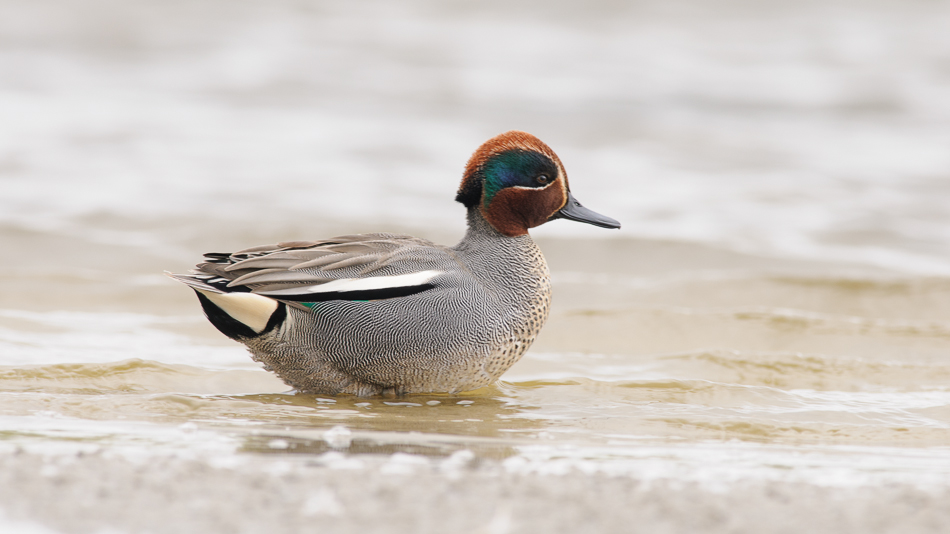 Wintertaling – wil naar buiten