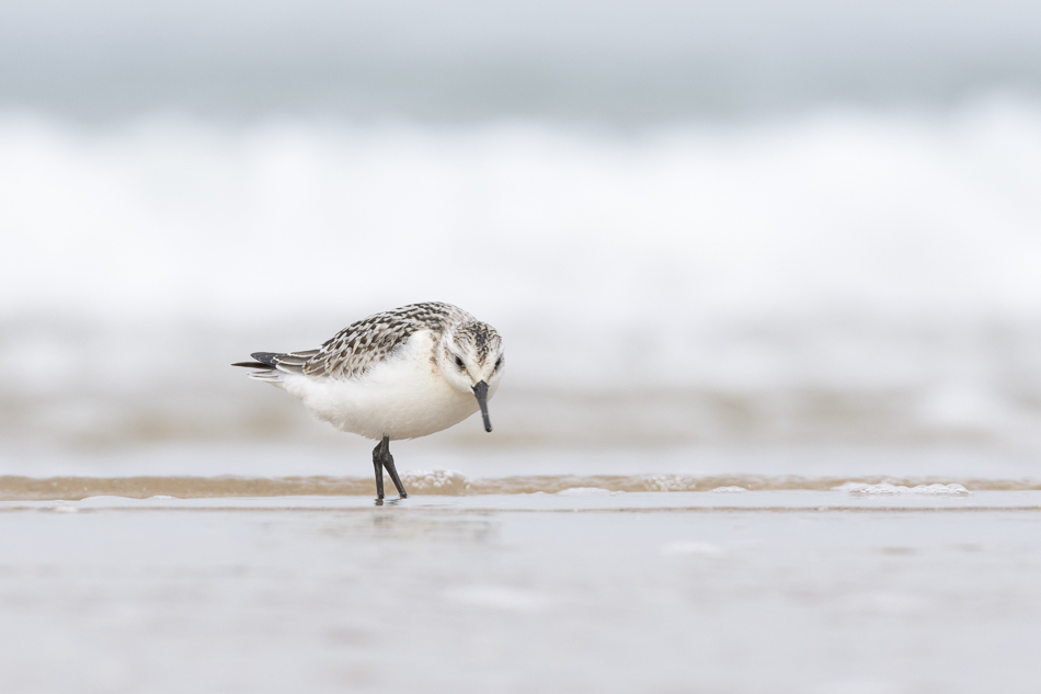 Drieteenstrandloper – wil naar buiten
